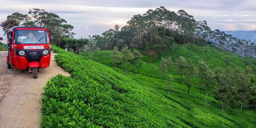 Kandy: Nuwara Eliya Day Trip - Tea Country: The Heart of the Tour