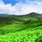Kandy Nuwaraeliya 02 Days Tour From Colombo or Negombo - The Detailed Journey: What to Expect