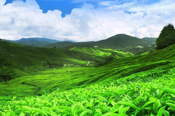 Kandy Nuwaraeliya 02 Days Tour From Colombo or Negombo - The Detailed Journey: What to Expect