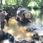 Kandy : Pinnawala Elephant Safari Tour with Kandy City Tour - An In-Depth Look at the Itinerary