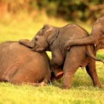 Kandy to Trincomalee Shuttle & Safari Drive - Practical Details: What You Need to Know
