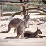 Kangaroo Experience at Healesville Sanctuary - excl. entry - Analyzing the Value of the Experience