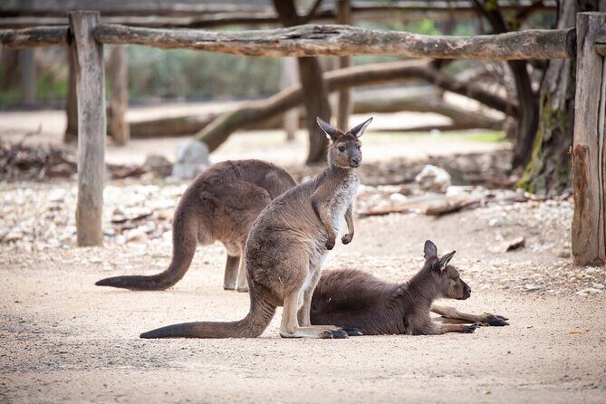Kangaroo Experience at Healesville Sanctuary - excl. entry - Analyzing the Value of the Experience