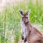Kangaroo Experience at Melbourne Zoo - excl. entry - How to make the most of this tour
