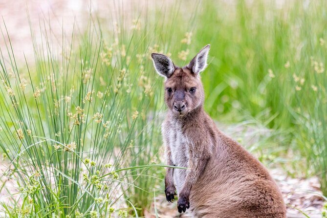 Kangaroo Experience at Melbourne Zoo - excl. entry - How to make the most of this tour