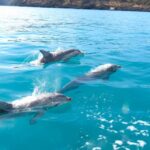 Kangaroo Island: Dolphin, Seal, and Swimming Boat Tour - Who Will Enjoy This Tour?