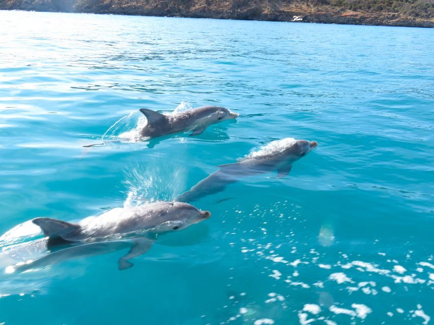 Kangaroo Island: Dolphin, Seal, and Swimming Boat Tour - Who Will Enjoy This Tour?