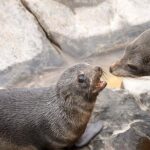 Kangaroo Island Luxury Small Group 'Flinders Chase Focus' Full Day Tour - Wildlife and Nature Encounters That Truly Delight
