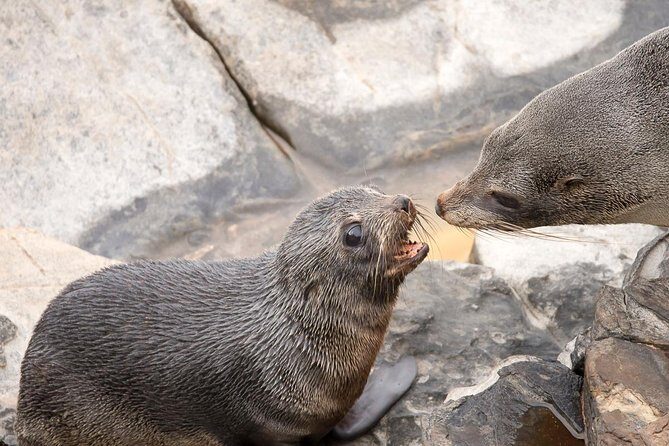 Kangaroo Island Luxury Small Group 'Flinders Chase Focus' Full Day Tour - Wildlife and Nature Encounters That Truly Delight