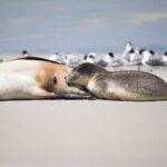 Kangaroo Island Luxury Small Group 'Island Life' Full Day Tour - Transportation and Group Size: Balancing Comfort and Intimacy