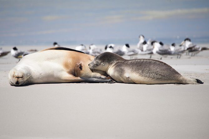 Kangaroo Island Luxury Small Group 'Island Life' Full Day Tour - Transportation and Group Size: Balancing Comfort and Intimacy