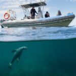 Kangaroo Island Ultimate Adventure Tour departing Kingscote - Mid-morning: Relaxed Lunch at Vivonne Bay