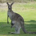 Kangaroo Wildlife Half Day Small Group Tour From Sydney - What You’ll Gain from the Experience