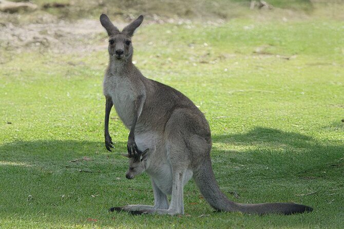 Kangaroo Wildlife Half Day Small Group Tour From Sydney - What You’ll Gain from the Experience