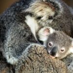 Kangaroos and Koala Experience Tour - What Travelers Love About This Tour