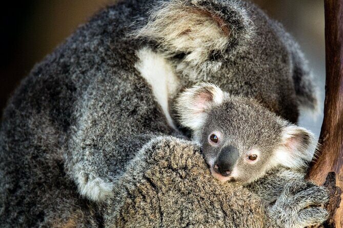 Kangaroos and Koala Experience Tour - What Travelers Love About This Tour