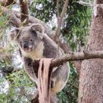 Kangaroos & Koalas in the Wild - Private Nature Experience - The Itinerary in Detail