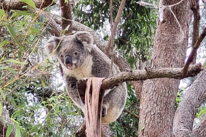 Kangaroos & Koalas in the Wild - Private Nature Experience - The Itinerary in Detail