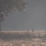Kangaroos, mangroves and the ocean - The Benefits of a Private, Guided Experience