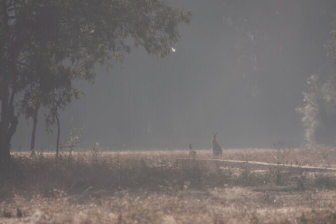 Kangaroos, mangroves and the ocean - The Benefits of a Private, Guided Experience
