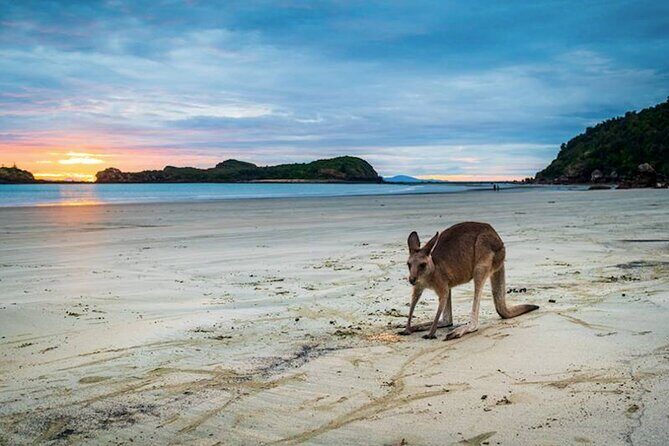 Kangaroos on the Beach Full-Day Private Tour Departing Mackay - Who Will Love This Tour?