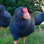 Kapiti Island Classic Guided Day Tour - Practical Tips for Your Trip