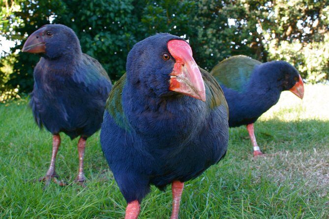 Kapiti Island Classic Guided Day Tour - Practical Tips for Your Trip