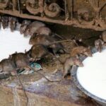 Karni Mata Temple (A Unique Rat Temple) Near Bikaner - Architectural Marvels and Artistic Details