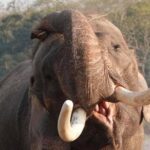 Kathmandu Chitwan Lumbini Pokhara Tours - Authentic Experiences and Traveler Insights