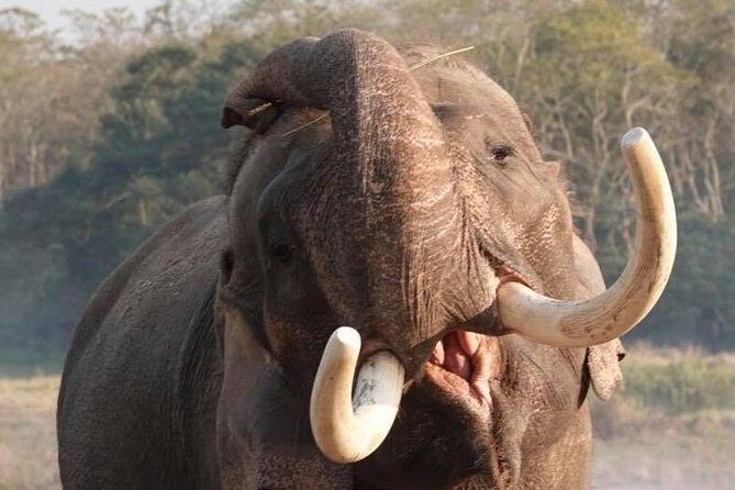 Kathmandu Chitwan Lumbini Pokhara Tours - Authentic Experiences and Traveler Insights