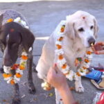 Kathmandu: Kukur Tihar Festival Tour with Local Family - A Closer Look at What’s Included & What’s Not