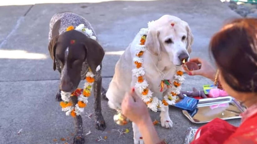 Kathmandu: Kukur Tihar Festival Tour with Local Family - A Closer Look at What’s Included & What’s Not