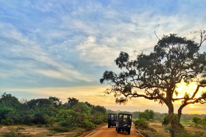 Kaudulla national park from Colombo inclusive of jeep safari - Detailed Breakdown of the Tour Experience