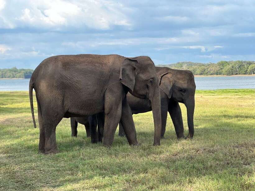 Kaudulla National Park Halfday Jeep Safari with Hotel Pickup - Detailed Breakdown of the Experience
