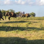Kaudulla National Park: Private Safari - How This Tour Compares and Who Should Consider It