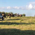 Kaudulla National Park Private Safari - What You Can Expect from the Tour