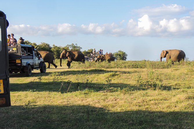 Kaudulla National Park Private Safari - What You Can Expect from the Tour