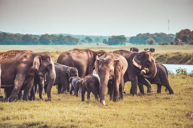 Kaudulla National Park Private Safari from Dambulla - Final Thoughts: Is It Worth It?