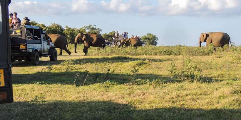Kaudulla National Park: Private Safari - How This Tour Compares and Who Should Consider It