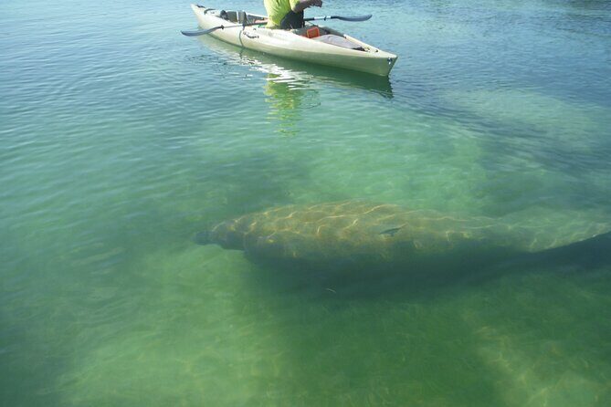 Kayak Eco Tour in Don Pedro Island - What’s Included and How It Works
