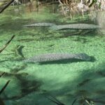 Kayak Rental (2hr) - Blue Spring State Park - What to Expect During Your Kayak Experience