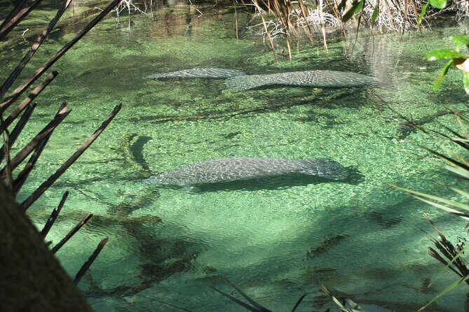 Kayak Rental (2hr) - Blue Spring State Park - What to Expect During Your Kayak Experience
