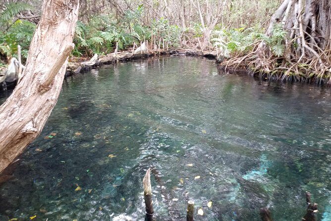 kayak through mangroves to secret beach - Logistics and Practical Details