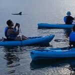 Kayak Tours and Rentals. Dolphins, Manatees, and Bioluminescence! - What You Can Expect During the Tour
