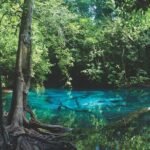 Kayaking in Ao Thalane - Discover the Mangrove life - The Experience: Authentic, Scenic, and Educational
