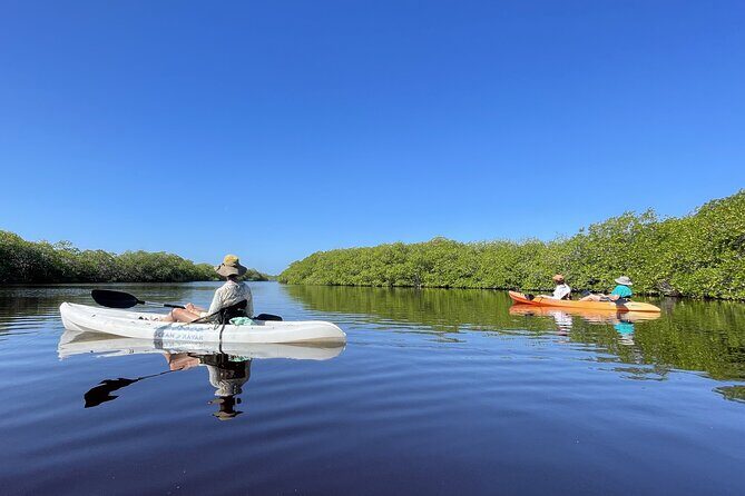 Kayaking in the Mangroves Experience - The Experience in Detail