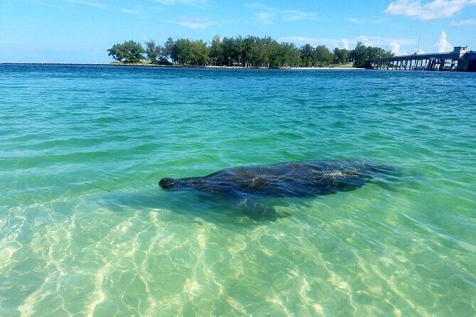 Kayaking with coastal wildlife in Sarasota Bay - What to Expect on the Water: A Step-By-Step Breakdown
