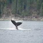 Kayaking with Whales and Wildlife - What’s Included and Practical Details