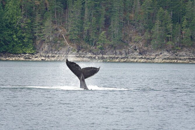 Kayaking with Whales and Wildlife - What’s Included and Practical Details