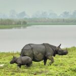 Kaziranga Indian Big Five Wildlife Tour - What Makes This Tour Valuable for Travelers